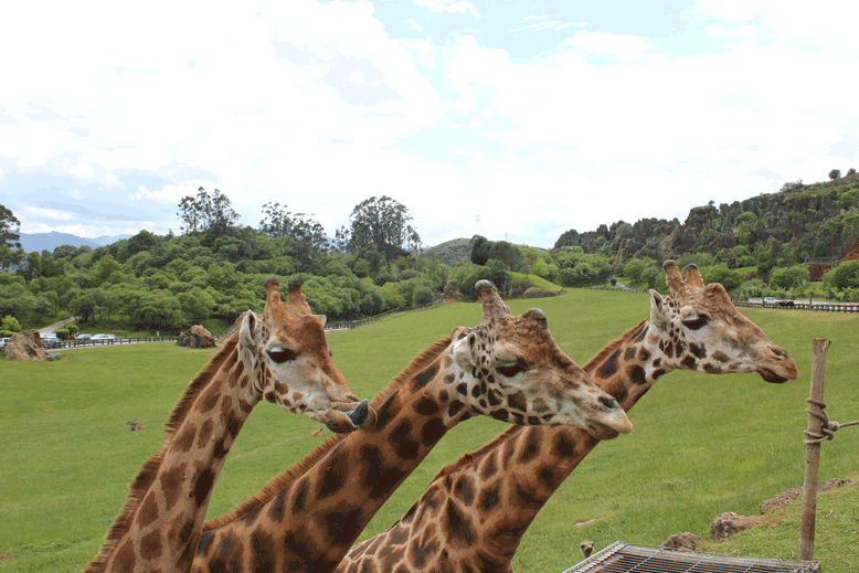9 parques de animales en semilibertad-Ruta en familia