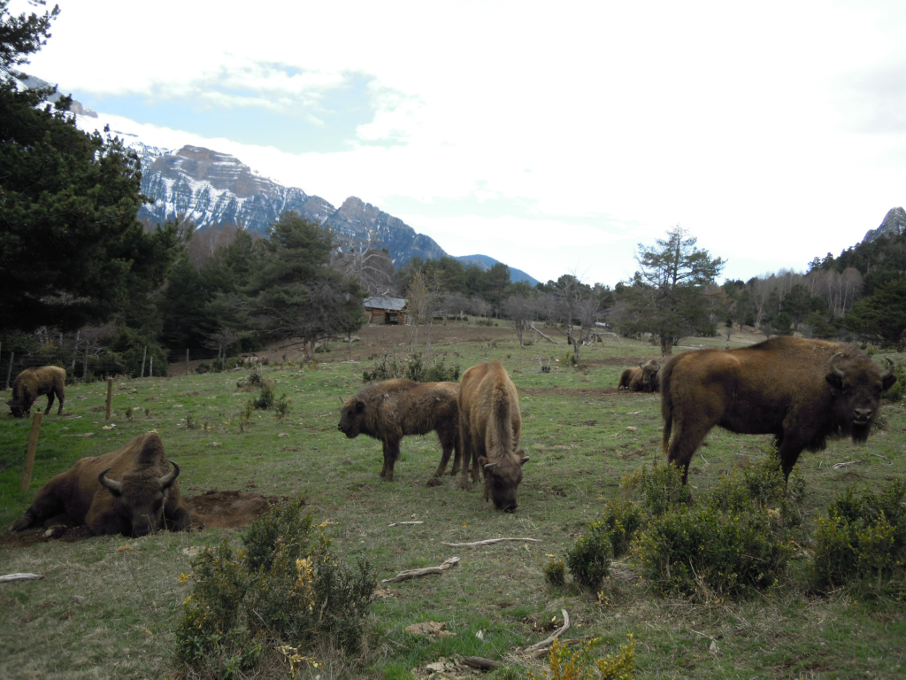 9 parques de animales en semilibertad-Ruta en familia