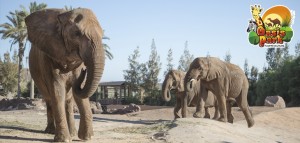 9 parques de animales en semilibertad-Ruta en familia